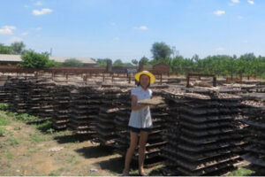 Small Egg Tray Making Machine | Fast-Return Business