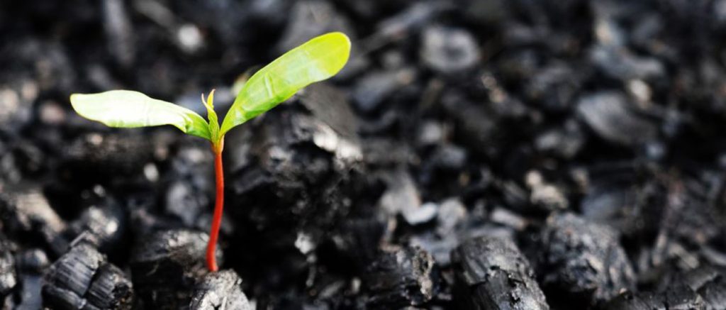 Biochar Used for Carbon Sequestration in the United States