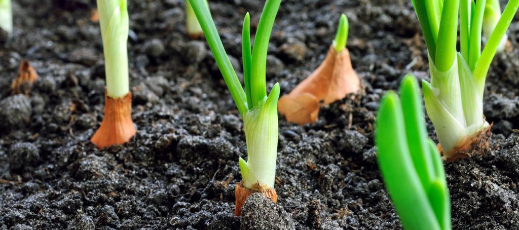 Soil Remediation and Improvement Solution - Beston Group